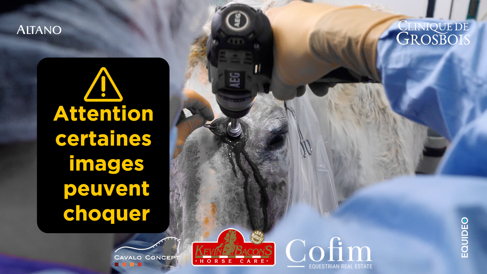 Opération impressionnante sur ce cheval debout.