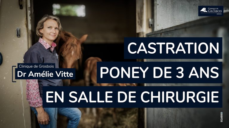 Equidéo - La passion du cheval